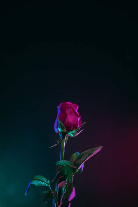 200 Oled Wallpaper KOSTENLOS Wallpapers