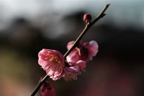 Wallpaper Japan Nature Red Branch Blossom Spring Tokyo