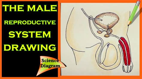 How To Draw The Male Reproductive System The Male Reproductive
