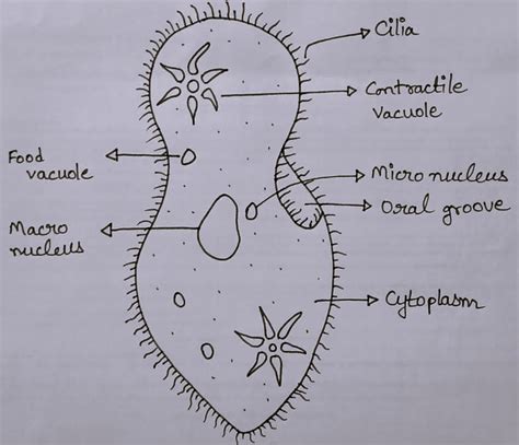 Diagram Of A Paramecium Paramecium Structure