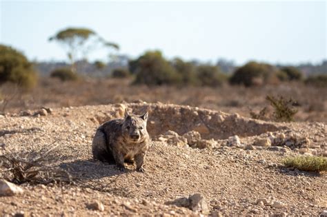 Northern Hairy Nosed Wombat Classification Telegraph