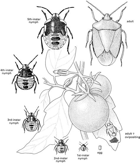 Stink Bug Life Cycle Diagram
