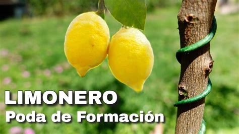 CÓMO PODAR UN LIMONERO todo lo que necesitas saber Poda de