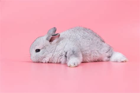 Conejo adorable gris del bebé en fondo rosado conejo lindo del bebé