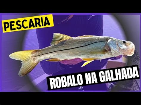 ESSE ERA O DIA DO PEIXE LEVOU Pescaria De Robalo Peva E Flecha Na