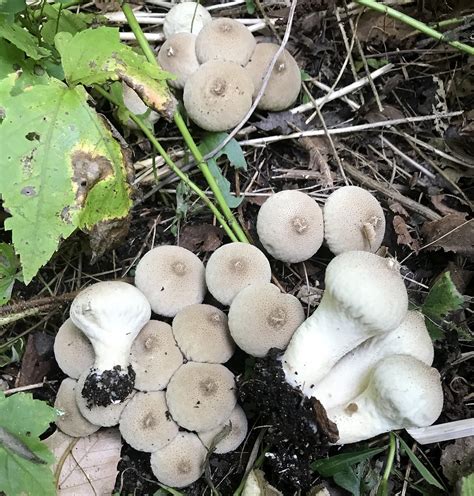 Lycoperdon Perlatum Vesse De Loup Perl E Cg Chantal Gauthier