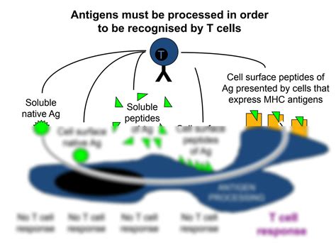 SOLUTION Immunology And Pathology Antigen Processing Km Ppt Studypool