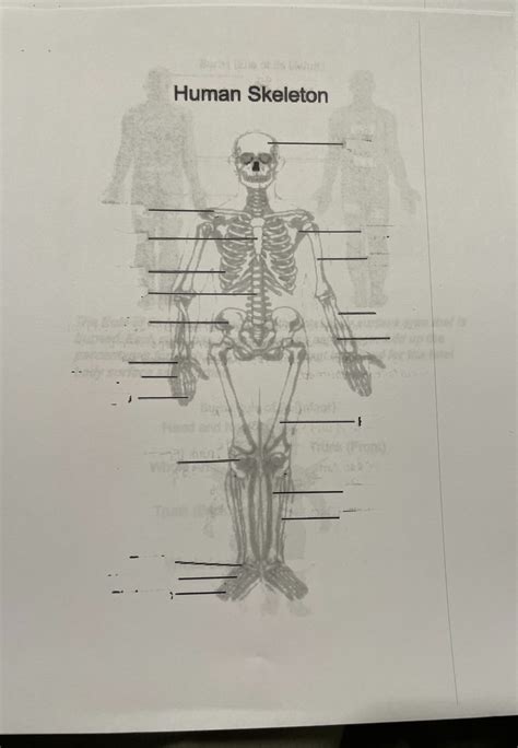 Human Skeleton Diagram Quizlet