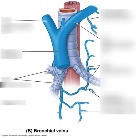 Bronchial Veins Diagram Quizlet