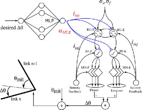 the mlp neural network modulates the cpg model of each joint by download scientific diagram