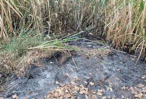 Corpo de homem é encontrado carbonizado em canavial RCIA Araraquara