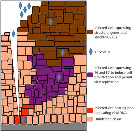 Hpv Life Cycle Hpv Virus Particles Initiate Infection In The Basal