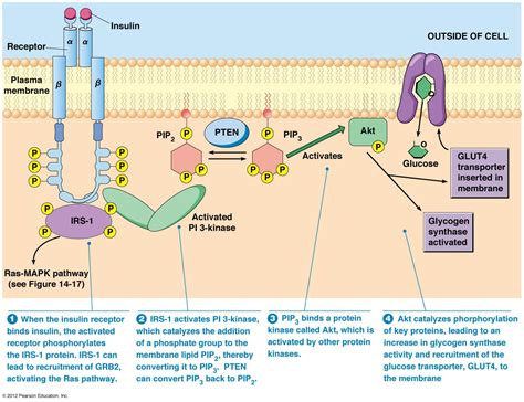 Insulin Receptor Signal Transduction Biochemistry Biology Classroom