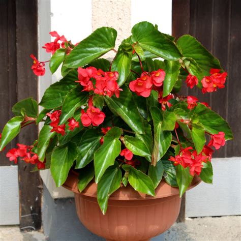 Begonia mieszańcowa Dragon Wing Begonia hybrida Dragon Wing