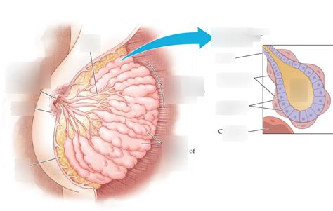 Breast Anatomy Diagram Quizlet