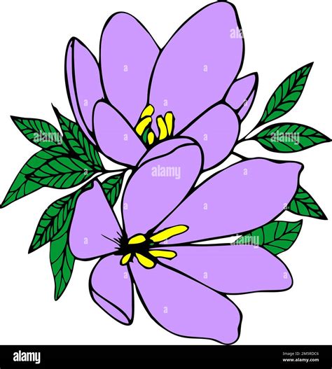 Color Graphic Drawing Of Two Large Purple Flowers With A Black Outline Isolated Element Decor