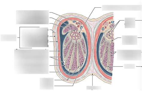 Scrotum And Testes Transverse View Picture Slide Diagram Quizlet