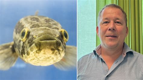 Nordlig ormhuvudfisk riskerar sprida sig till Uppsala län P4 Uppland