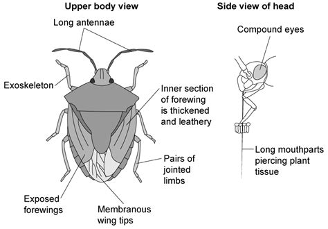 Classification Cladistics DP IB Biology SL Exam Questions 2016