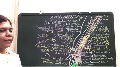 Entire Ulnar Nerve Course In Detail In One Diagram For M B B S Neet Pg