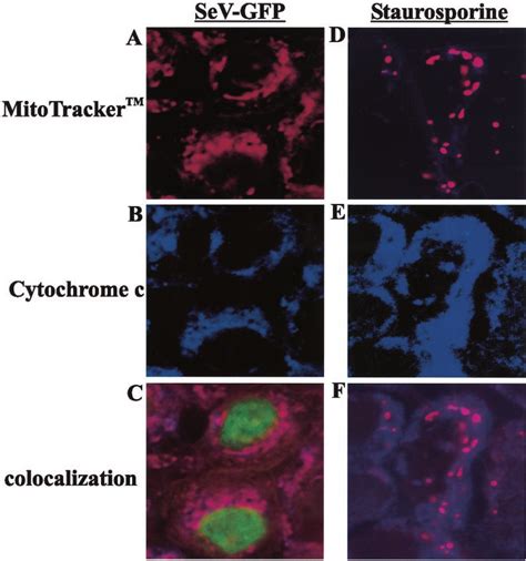 Confocal Microscopy Localizes Cytochrome C To Mitochondria After SeV