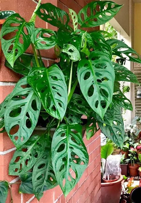 Plantfiles Pictures Monstera Species Adanson S Monstera Five Holes