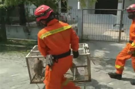 Resahkan Warga Penjaringan Jakut Seekor Monyet Ditangkap Petugas Damkar