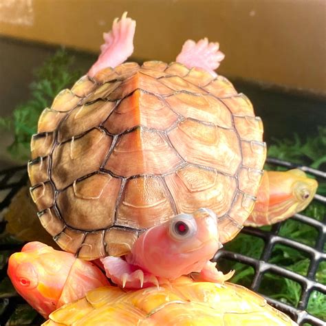 Caramel Pink Albino Red Ear Slider Turtle V Reptiles
