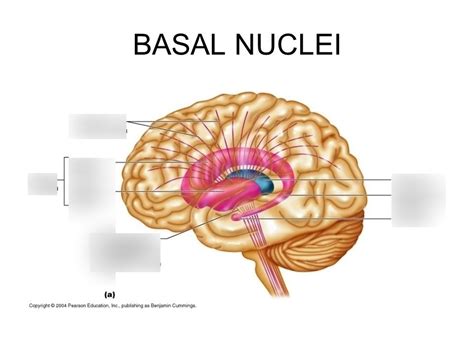 Lab Basal Nuclei Diagram Quizlet