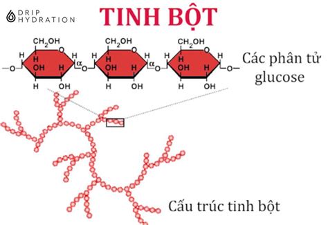Đường Hóa Tinh Bột Là Gì Tìm Hiểu Quá Trình Chuyển Hóa Quan Trọng