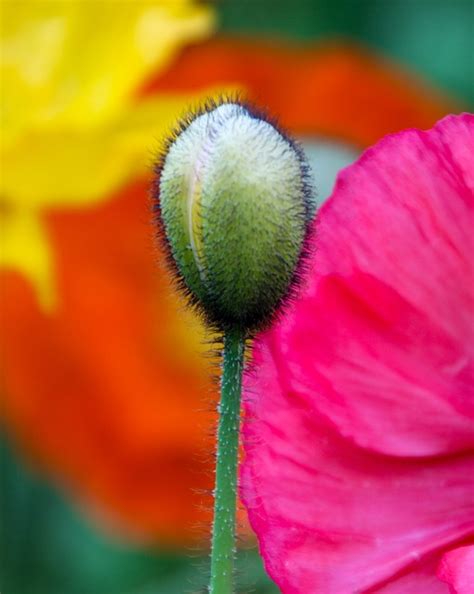 Opium Tunas Bunga Foto Gratis Di Pixabay Pixabay
