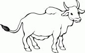 Desenhos De Touros Para Colorir E Pintar
