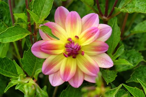 Dalia flor nacional de México Huerto en casa