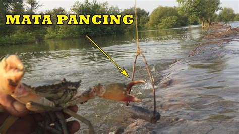 Cara Pasang Umpan Dan Mancing Kepiting Youtube