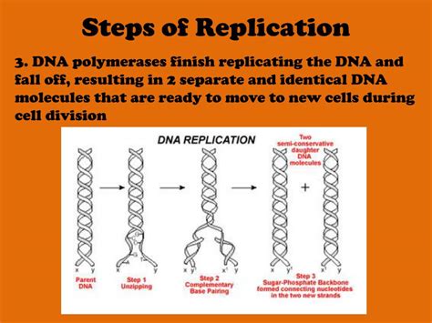 Ppt Chapter 10 Dna Rna And Protein Synthesis Powerpoint Presentation Id3064251