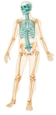 Appendicular Skeleton Part 3 Diagram Quizlet
