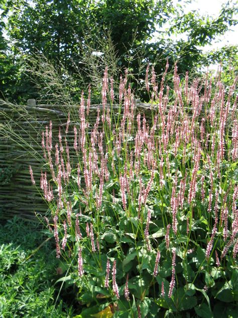 Persicaria Amplexicaulis Rosea Duizendknoop Bloemenpark Appeltern