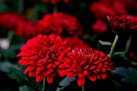 Fleur Chrysanthème Flore Photo gratuite sur Pixabay Pixabay