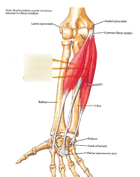 Flexor Forearm Muscles Diagram Quizlet