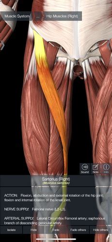 Anatomy Lower Extremity Flashcards Quizlet