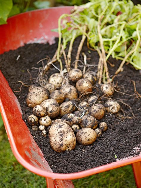Russet Potato Plants