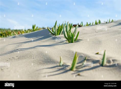 An Ice Plant On The Beach Sand Dunes And Native Plants California