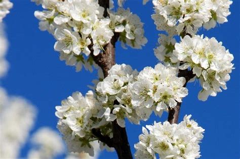 Casas rurales para ver la floración de los cerezos del Jerte