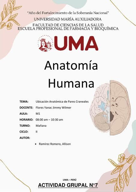 Ubicación Anatómica de Pares Craneales Allison Ramirez uDocz