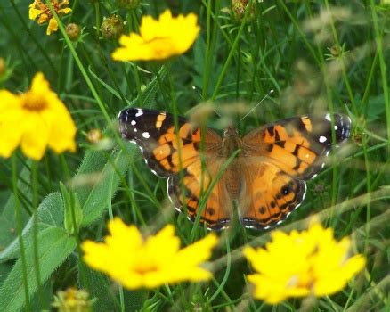 Solve Butterfly Jigsaw Puzzle Online With Pieces