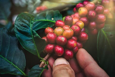 Dia Mundial do Café e o café da Cooxupé no mundo