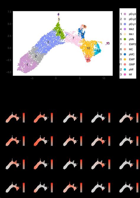 Distribution Of Clusters In The UMAP And Expression Of Manually Picked