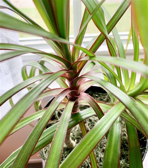 How To Care For And Propagate Dracaena Marginata Sprouts And Stems