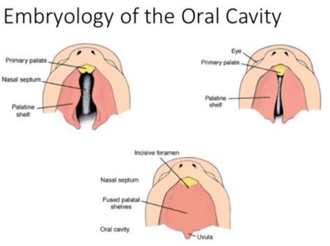 Oral Embryology Histology Chapter 8 Flashcards Quizlet