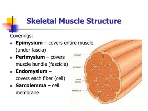 Skeletal Muscle Facts